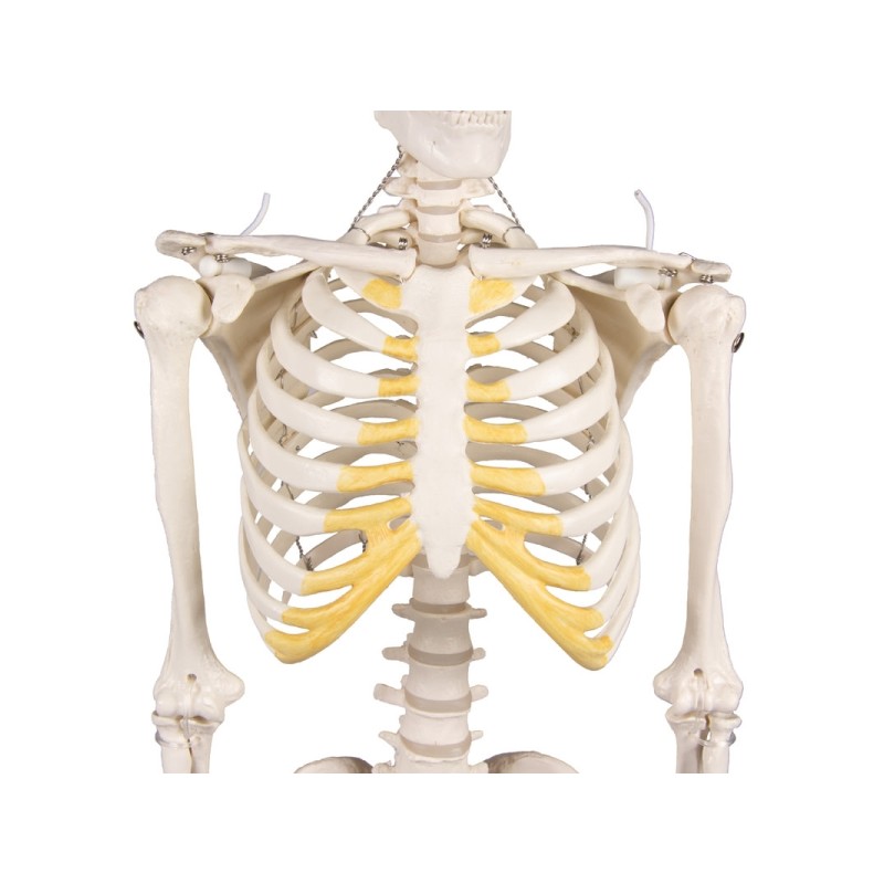 Miniature Model Skeleton Tom | Health and Care